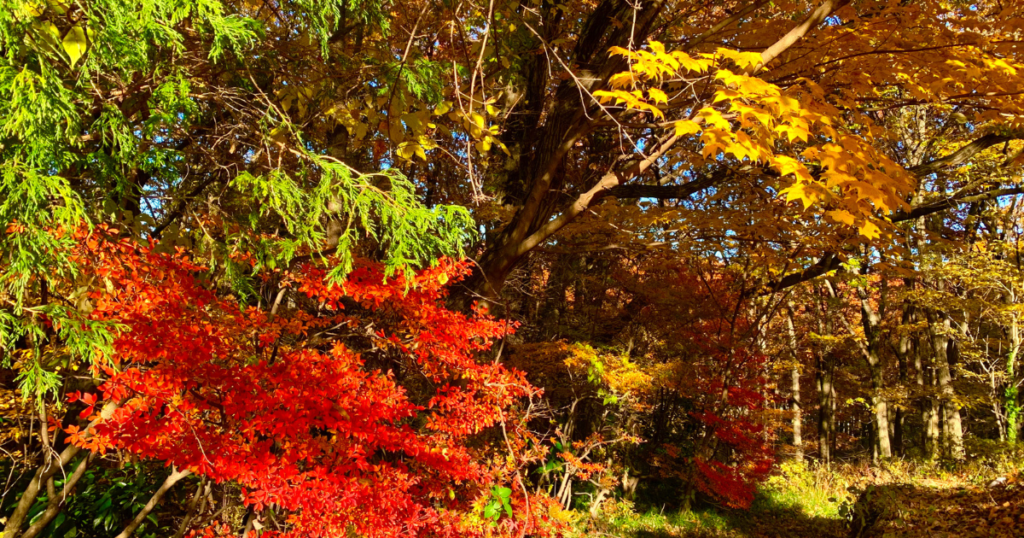 余白の中に | Comay